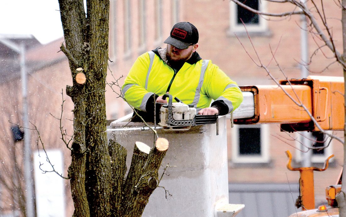 City Sprucing Up Downtown Trees | News, Sports, Jobs - The Intermountain